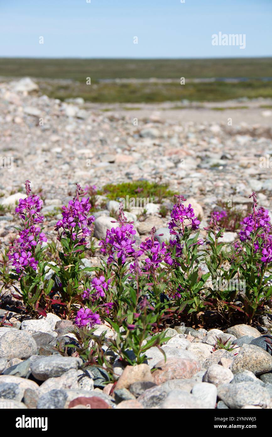 A field of pink fireweed flowers on a rocky outcrop in Canada's arctic ...