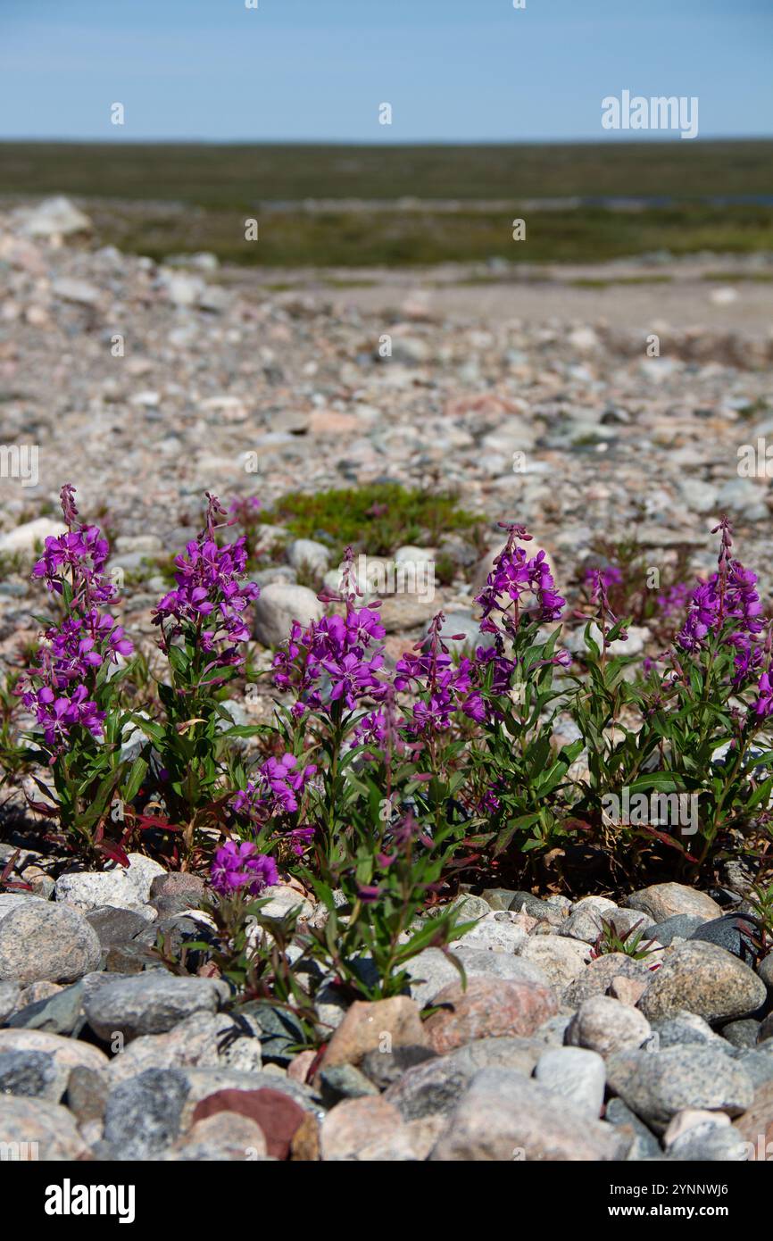 A field of pink fireweed flowers on a rocky outcrop in Canada's arctic ...