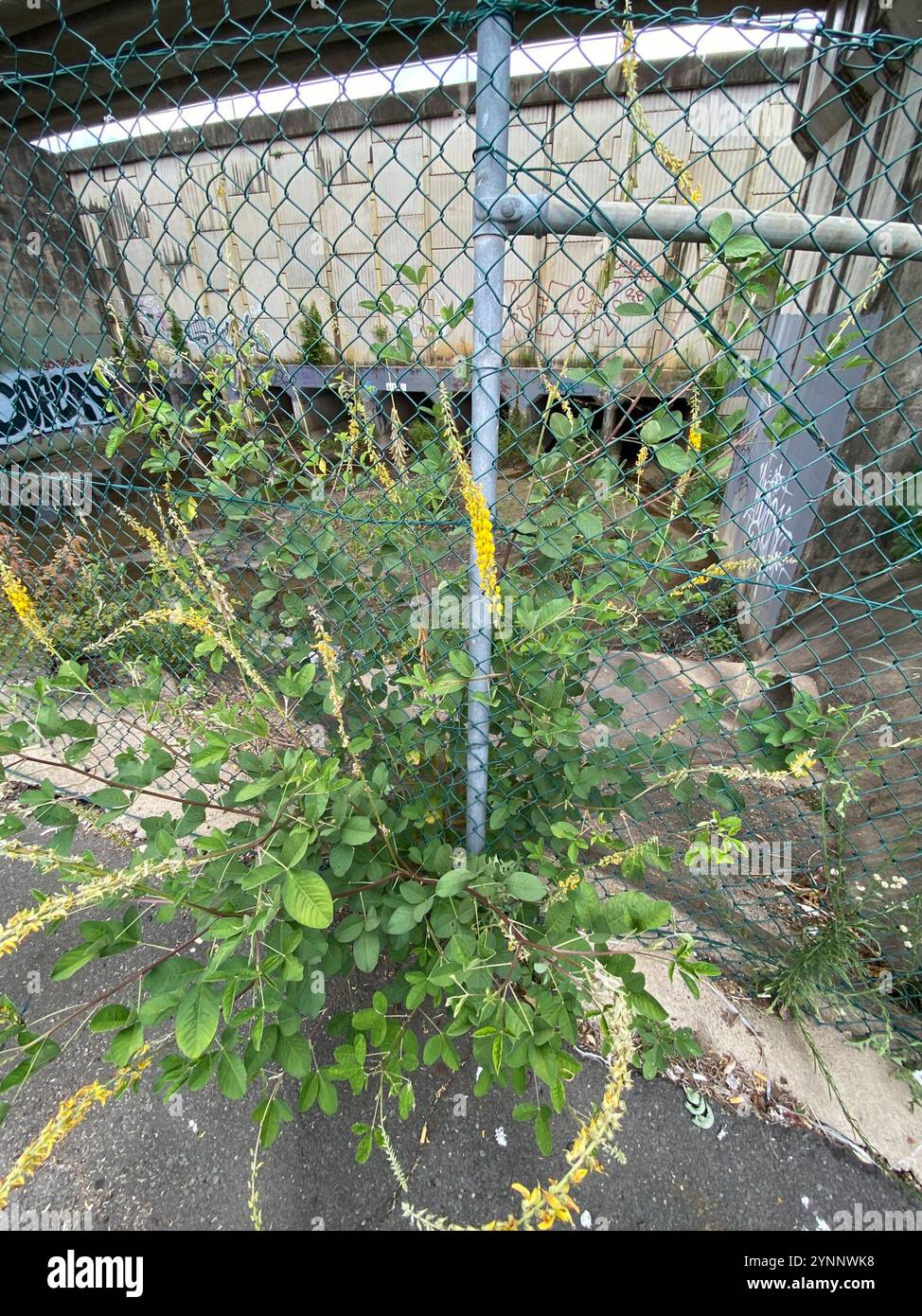 Streaked Rattlepod (Crotalaria pallida Stock Photo - Alamy