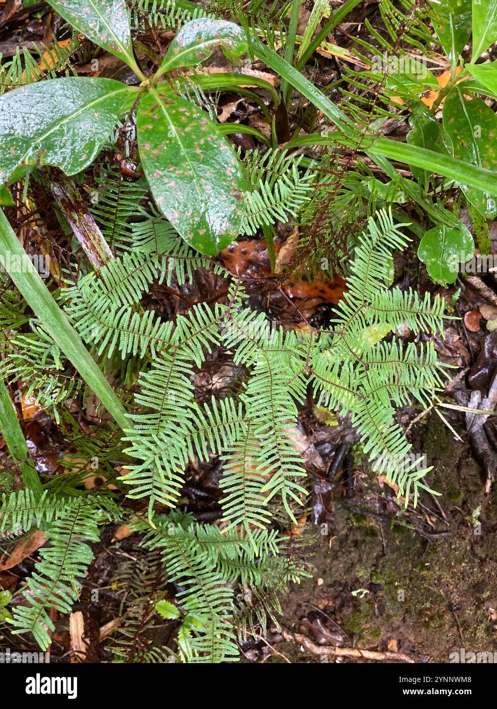 Pouched Coral Fern (Gleichenia dicarpa Stock Photo - Alamy