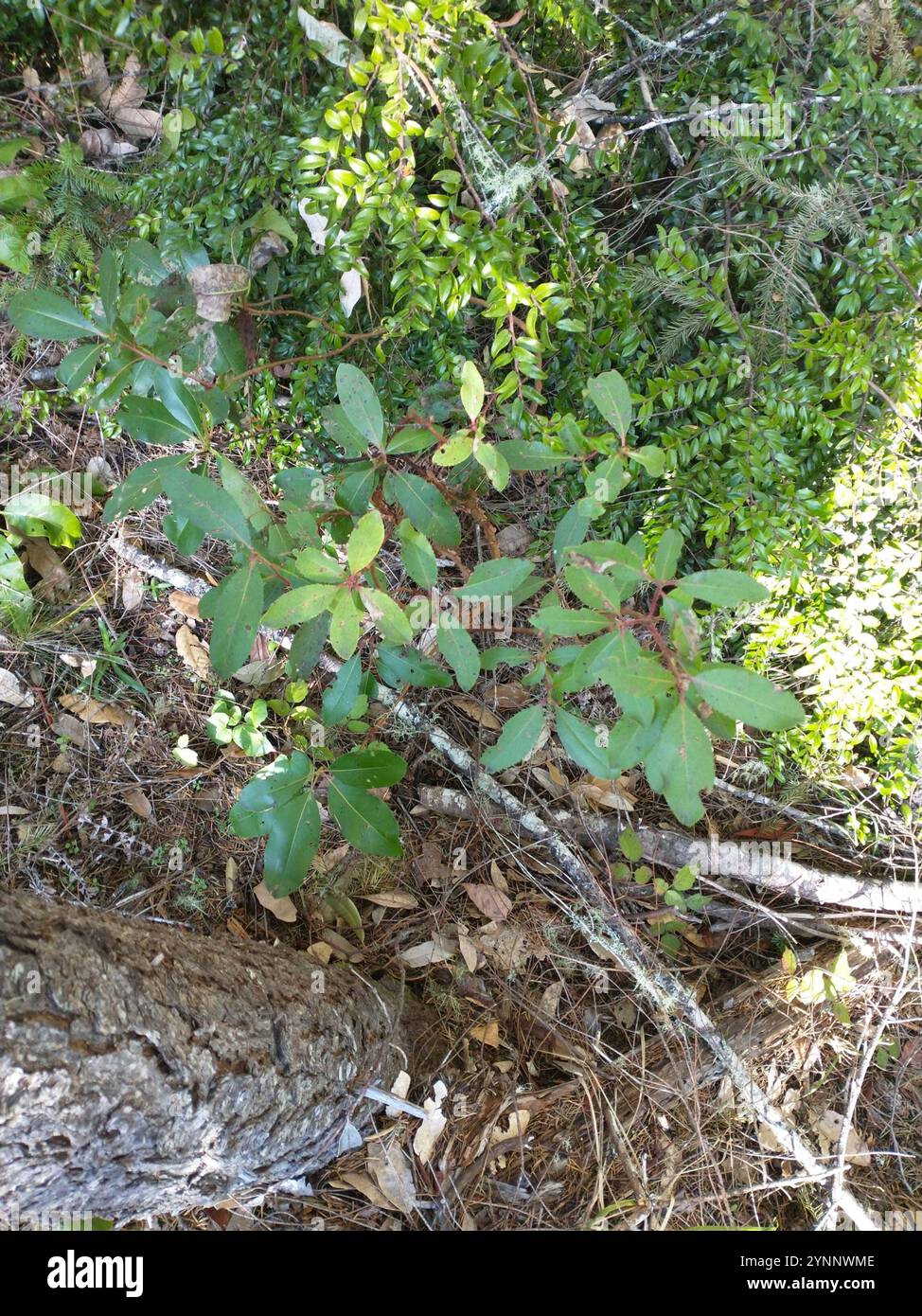 Pacific madrone (Arbutus menziesii Stock Photo - Alamy