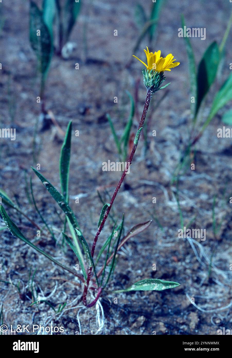 plantain goldenweed (Pyrrocoma uniflora Stock Photo - Alamy