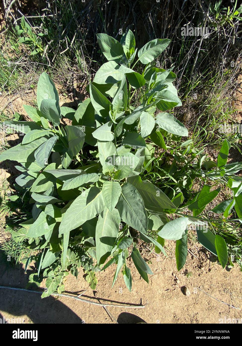 tree tobacco (Nicotiana glauca Stock Photo - Alamy