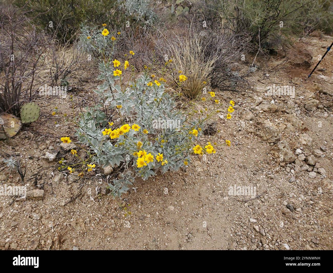 Brittlebush (Encelia farinosa Stock Photo - Alamy