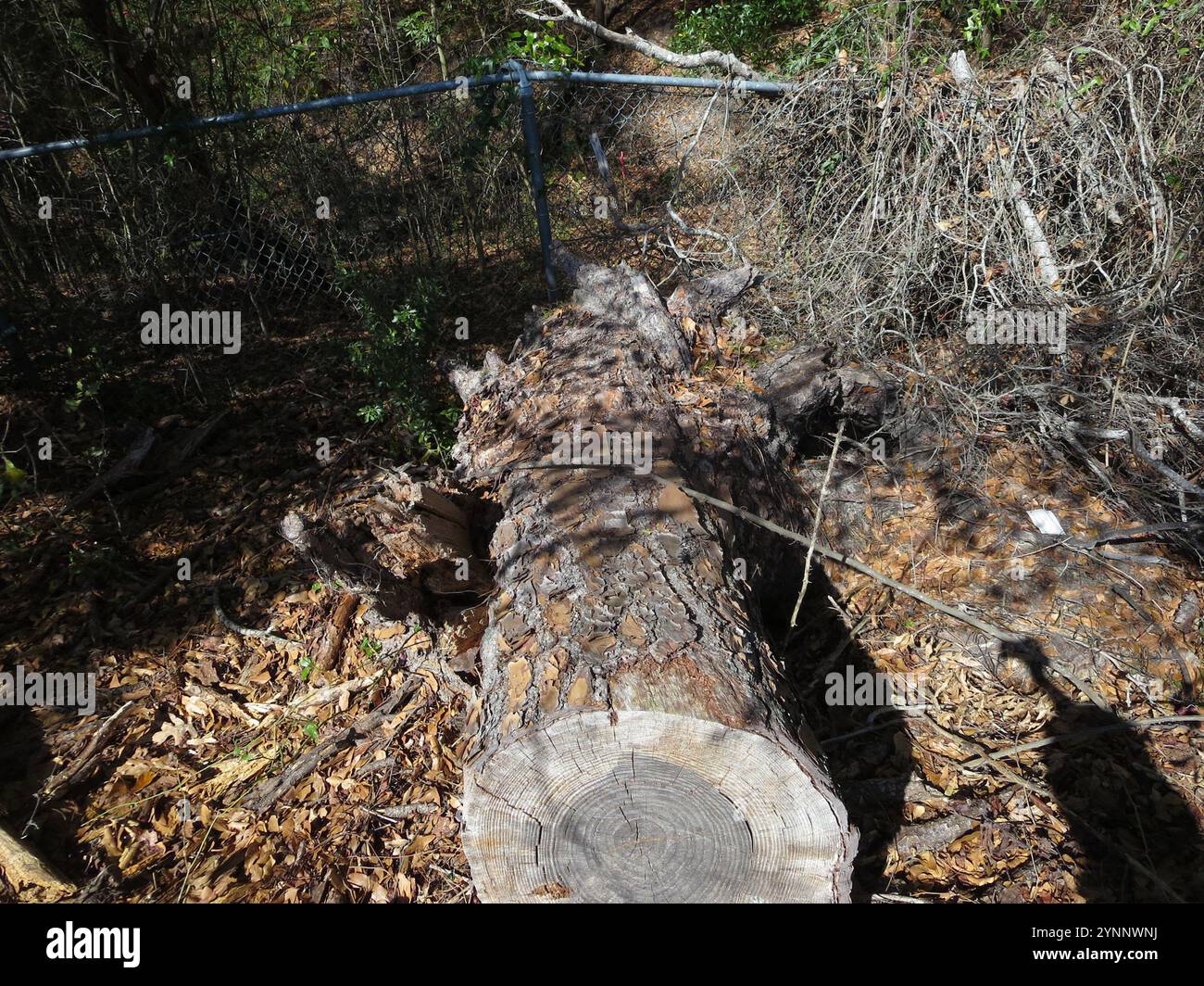 loblolly pine (Pinus taeda Stock Photo - Alamy