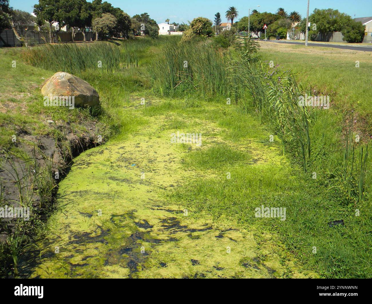green algae (Chlorophyta Stock Photo - Alamy