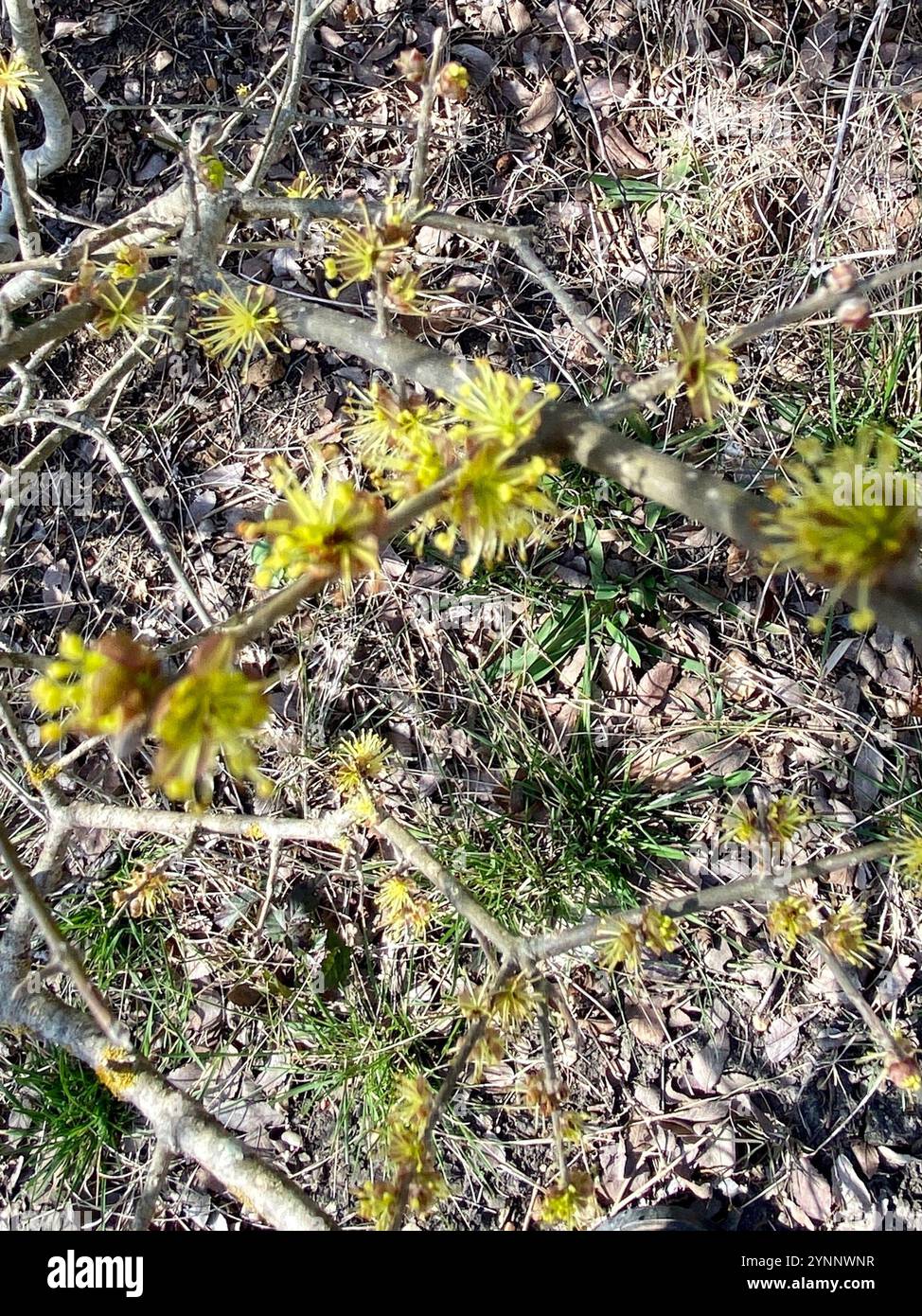 Stretchberry (Forestiera pubescens Stock Photo - Alamy