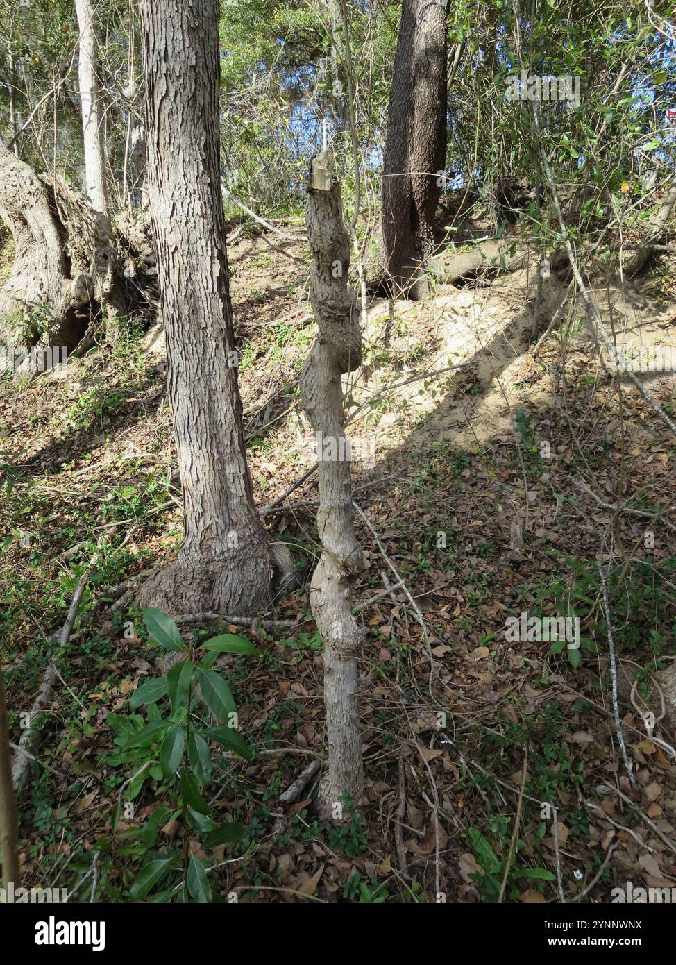 Chinese Tallow (Triadica sebifera Stock Photo - Alamy
