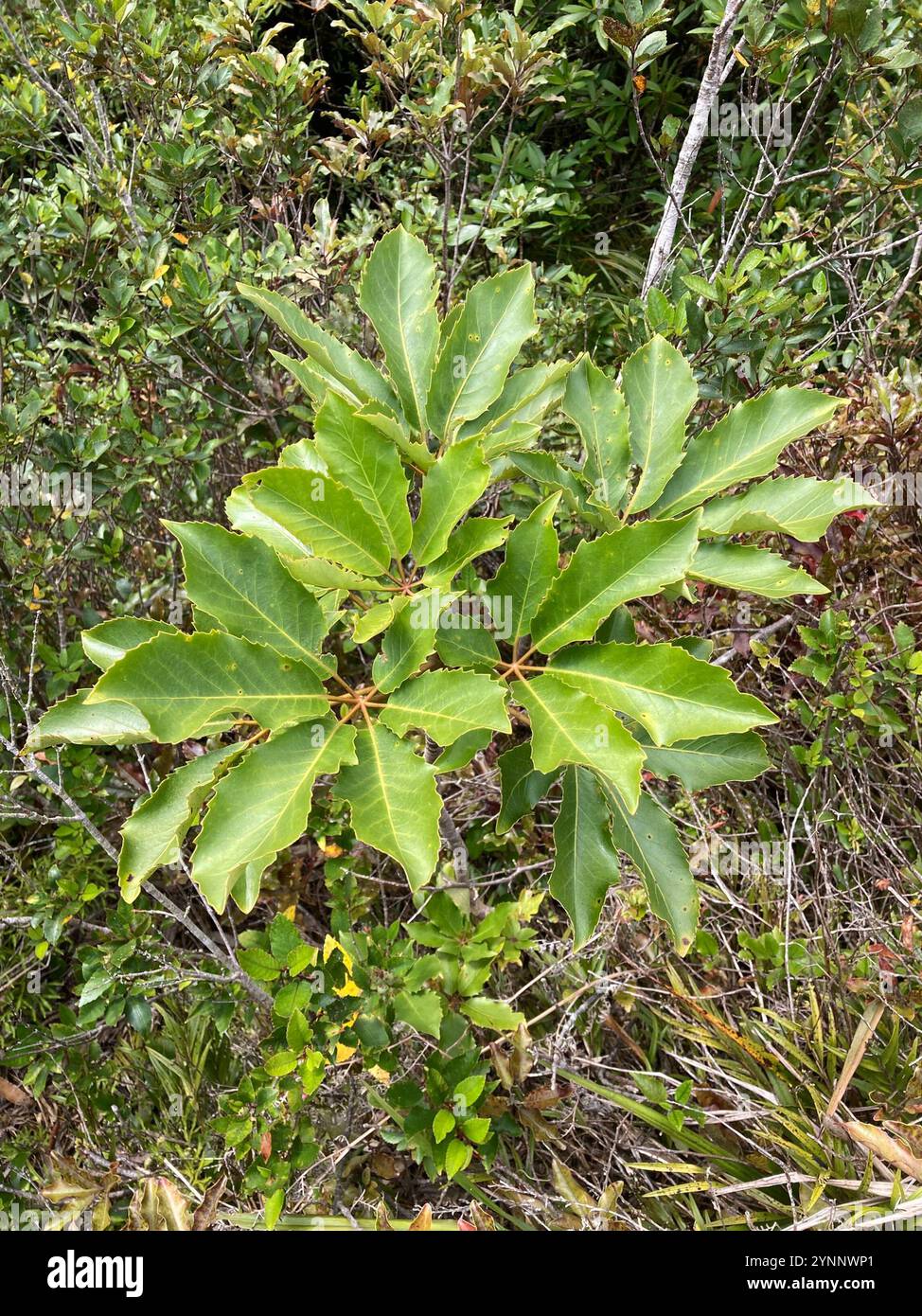 five finger (Pseudopanax arboreus Stock Photo - Alamy