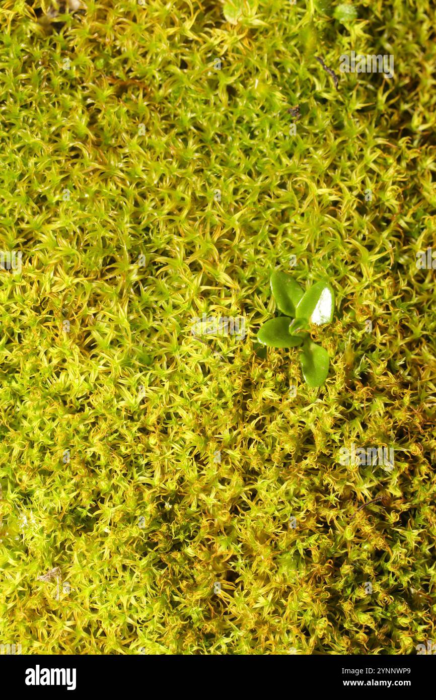 Bird's-Claw Beard-Moss (Barbula unguiculata Stock Photo - Alamy