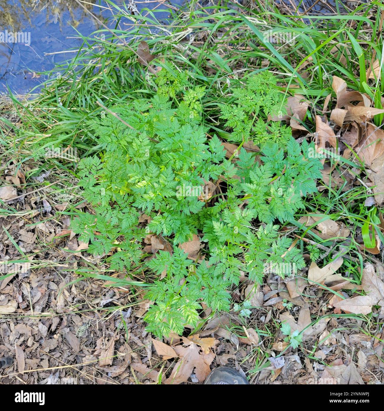poison hemlock (Conium maculatum Stock Photo - Alamy