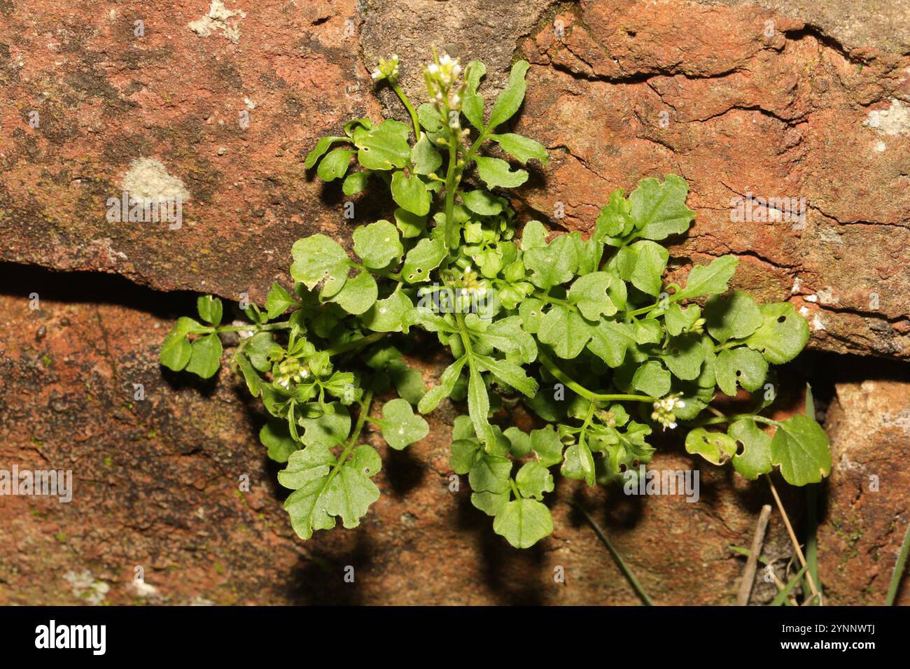 wavy bittercress (Cardamine flexuosa Stock Photo - Alamy