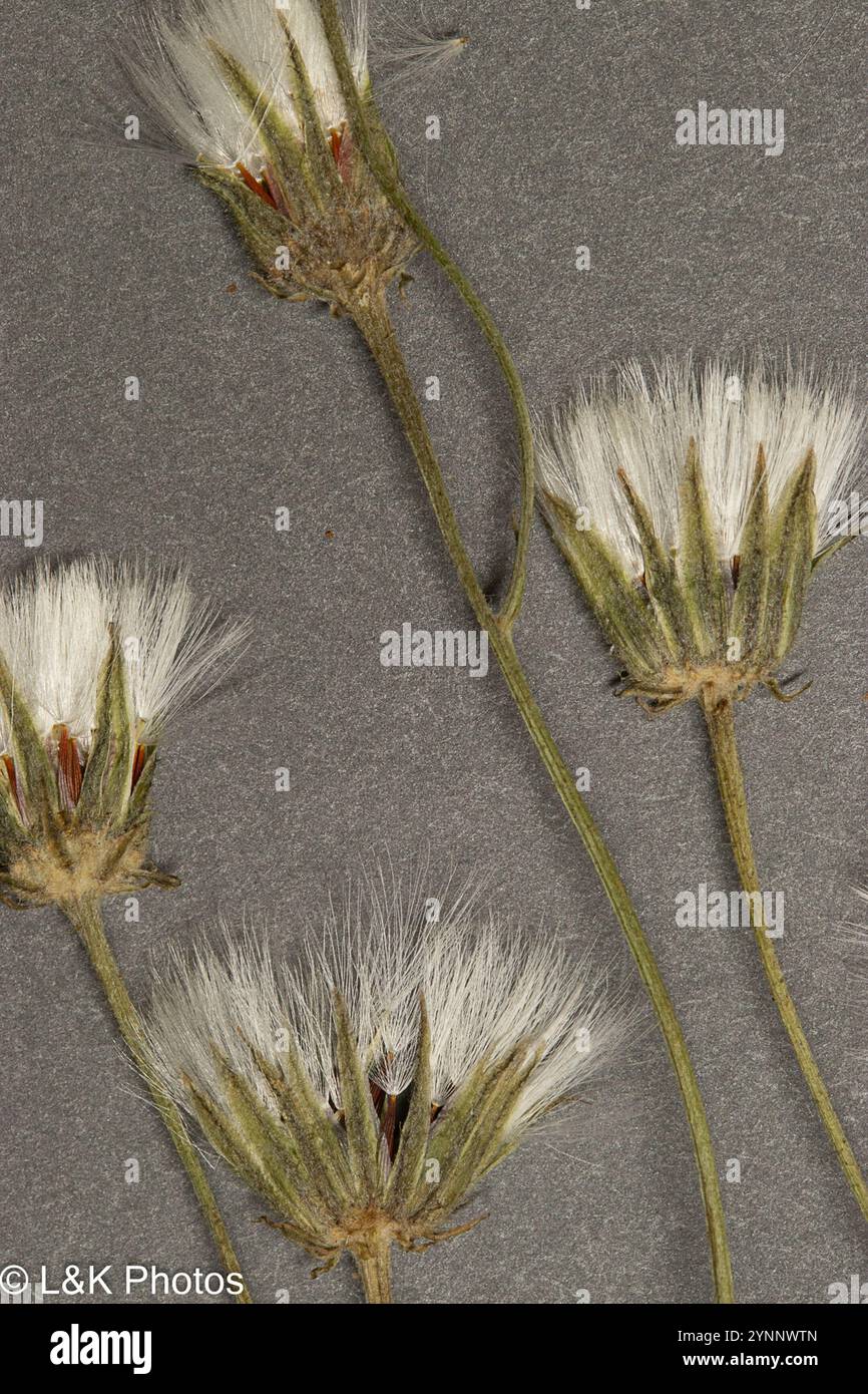 narrow-leaved hawksbeard (Crepis tectorum Stock Photo - Alamy