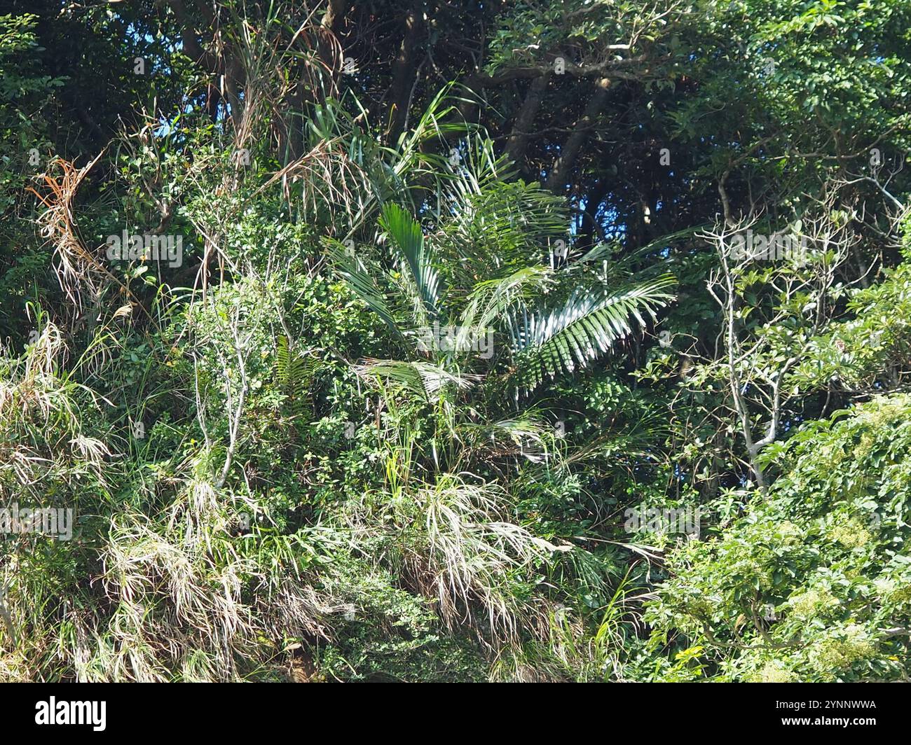 Arenga Palm (Arenga engleri Stock Photo - Alamy