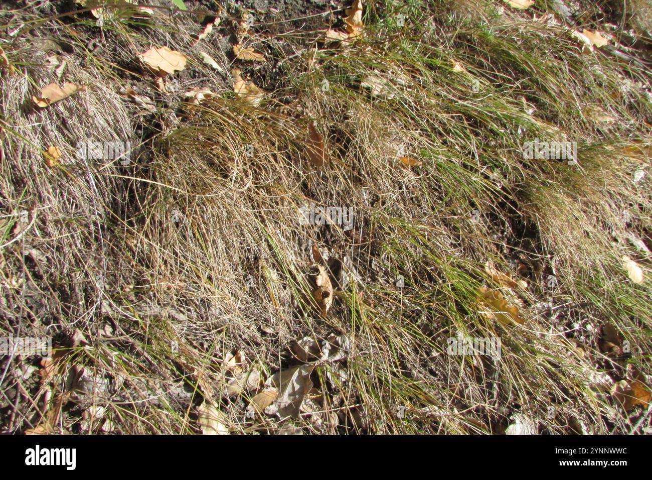 weak arctic sedge (Carex supina Stock Photo - Alamy