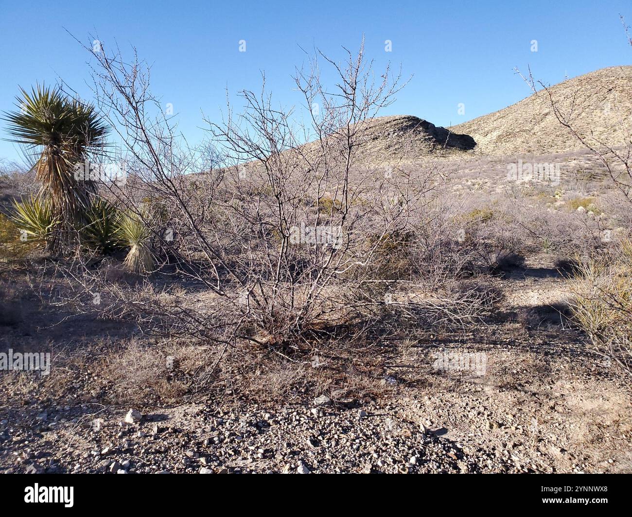 whitethorn acacia (Vachellia constricta Stock Photo - Alamy