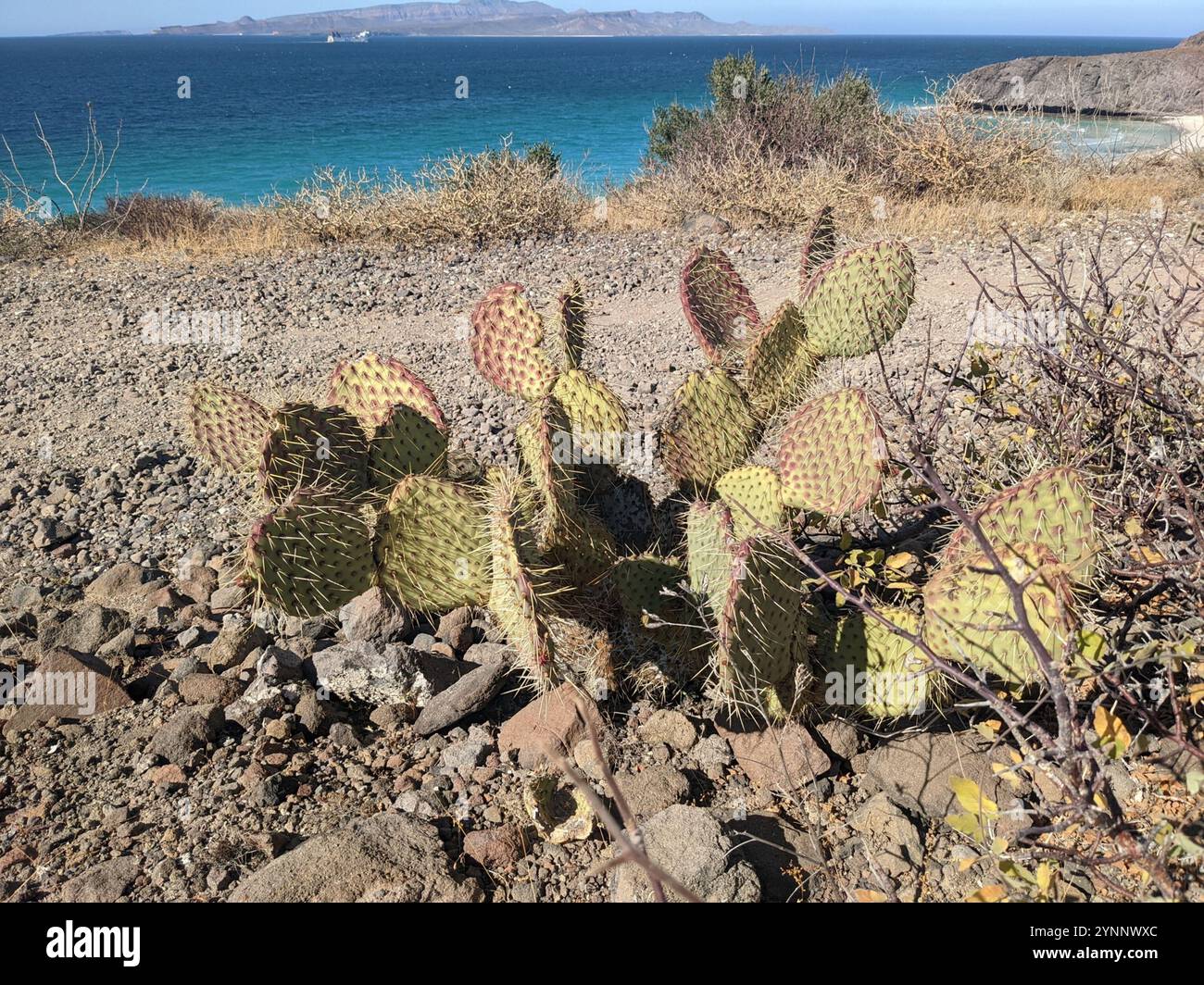 comondu cactus (Opuntia comonduensis Stock Photo - Alamy