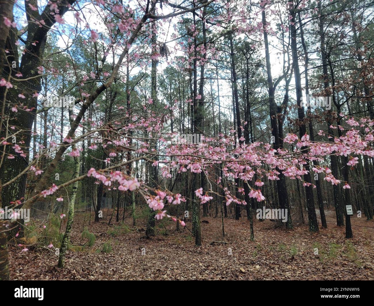 Rosebud Cherry (Prunus × subhirtella Stock Photo - Alamy