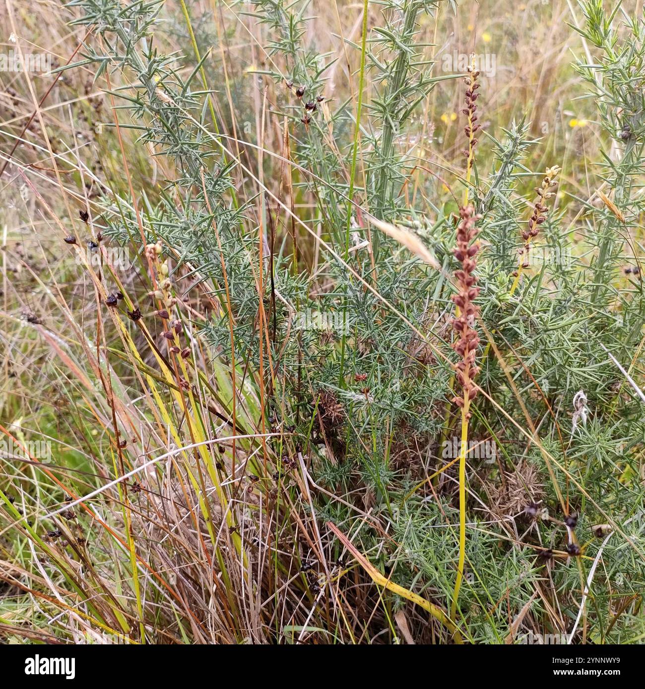 common onion-orchid (Microtis unifolia Stock Photo - Alamy