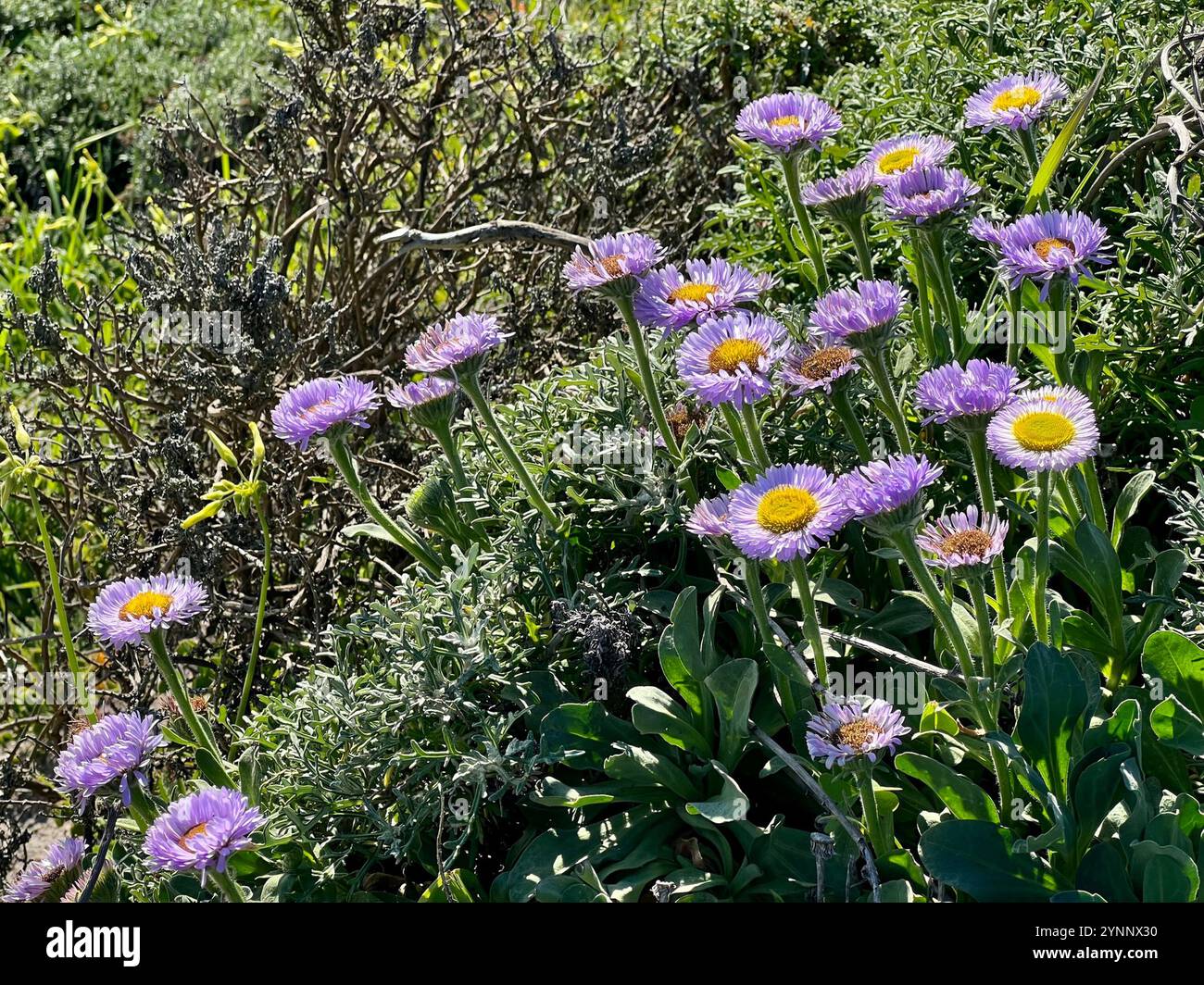 seaside daisy (Erigeron glaucus Stock Photo - Alamy