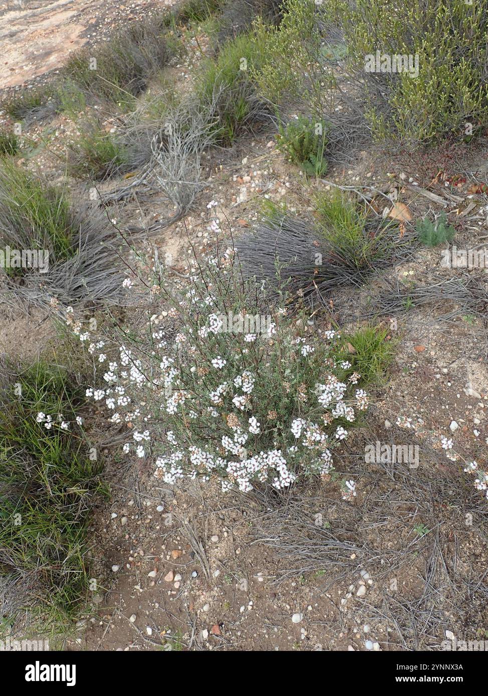 Boegoe hi-res stock photography and images - Alamy