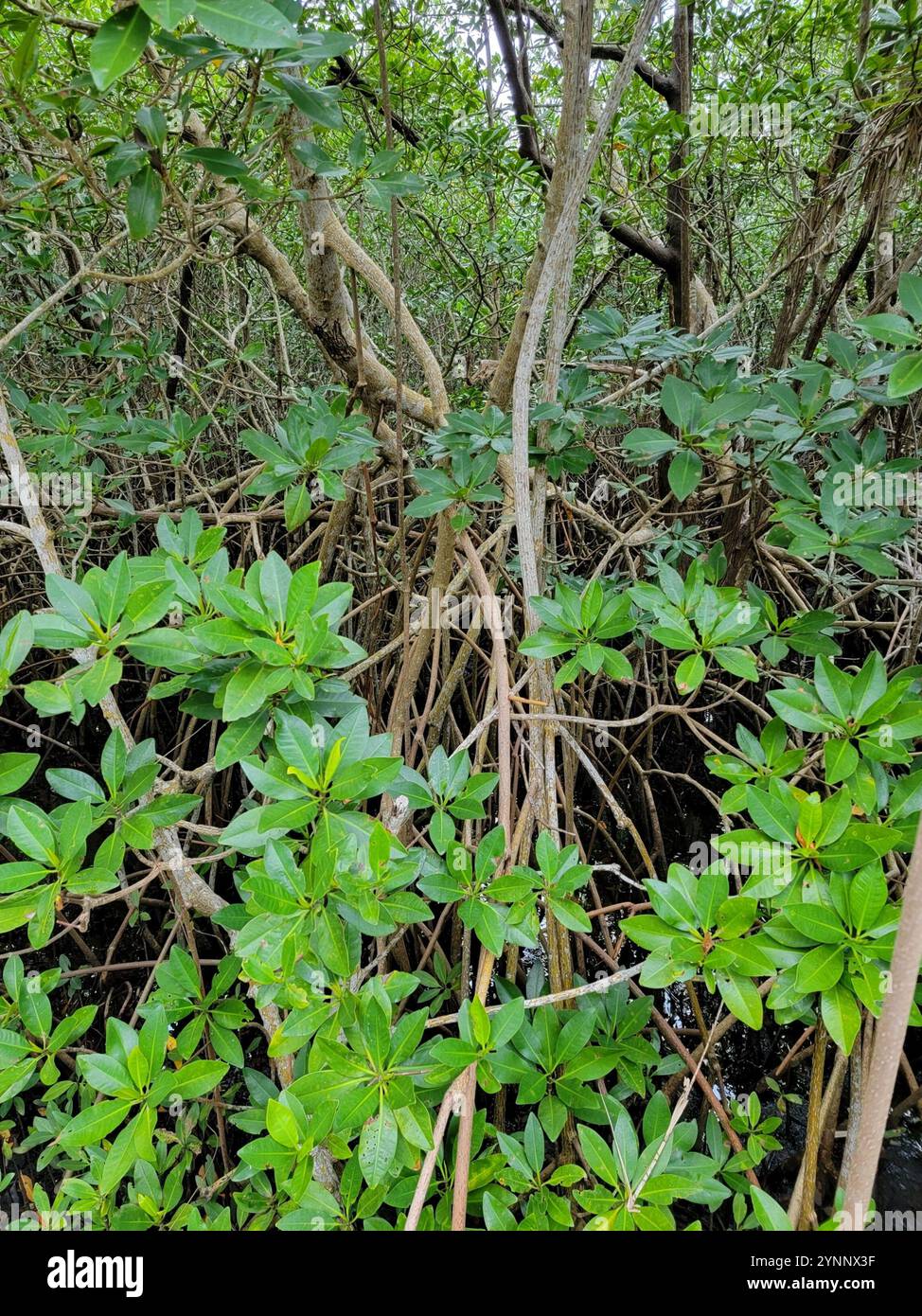 red mangrove (Rhizophora mangle Stock Photo - Alamy