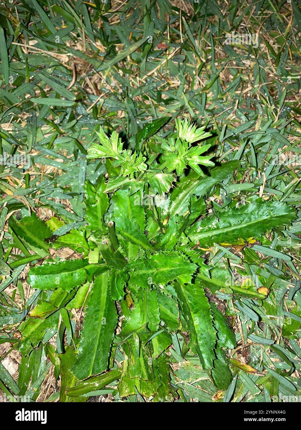 Mexican Culantro (Eryngium foetidum Stock Photo - Alamy