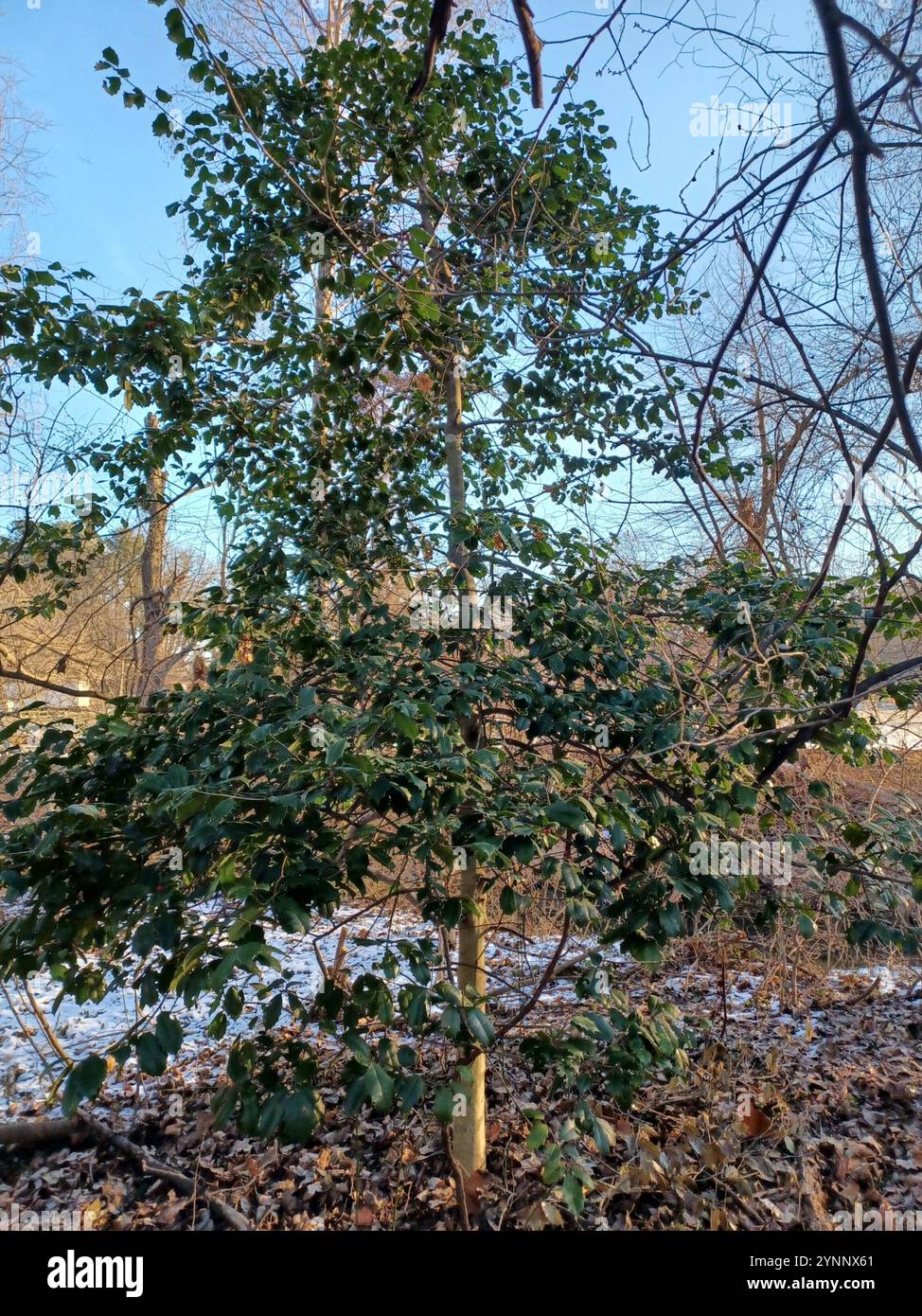 American holly (Ilex opaca Stock Photo - Alamy