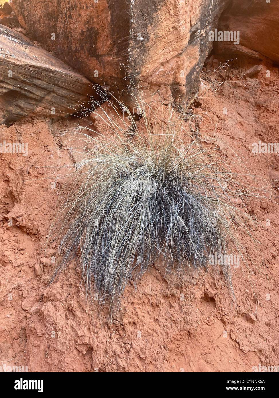 Sand Ricegrass (Eriocoma hymenoides Stock Photo - Alamy
