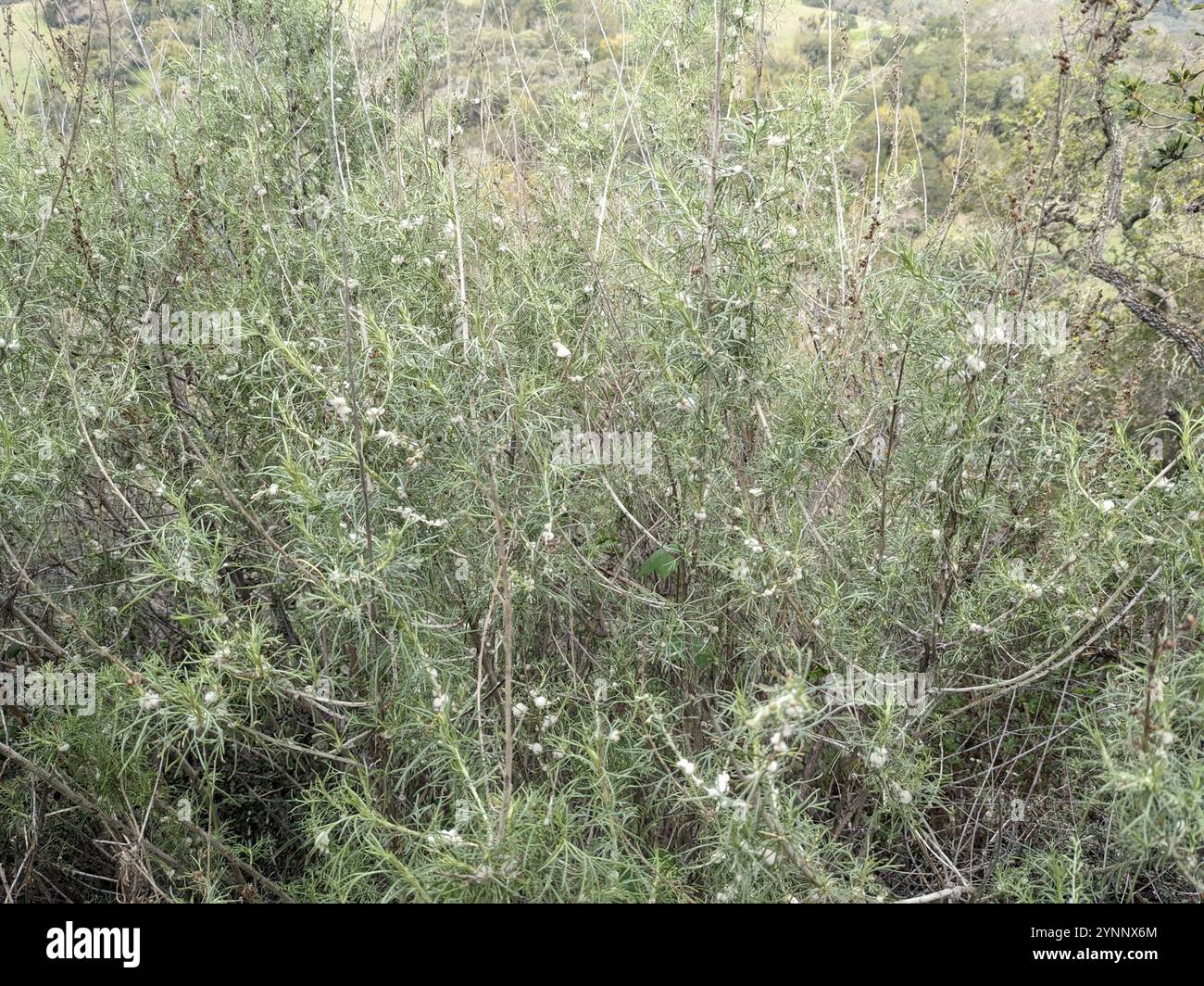 Sagebrush Woolly Stem Gall Midge (Rhopalomyia floccosa Stock Photo - Alamy