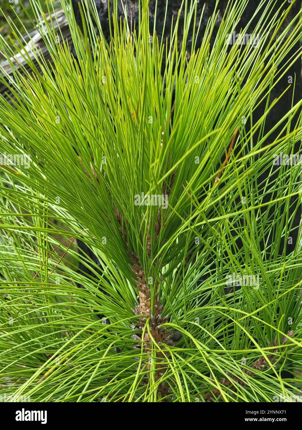 South Florida slash pine (Pinus elliottii densa Stock Photo - Alamy
