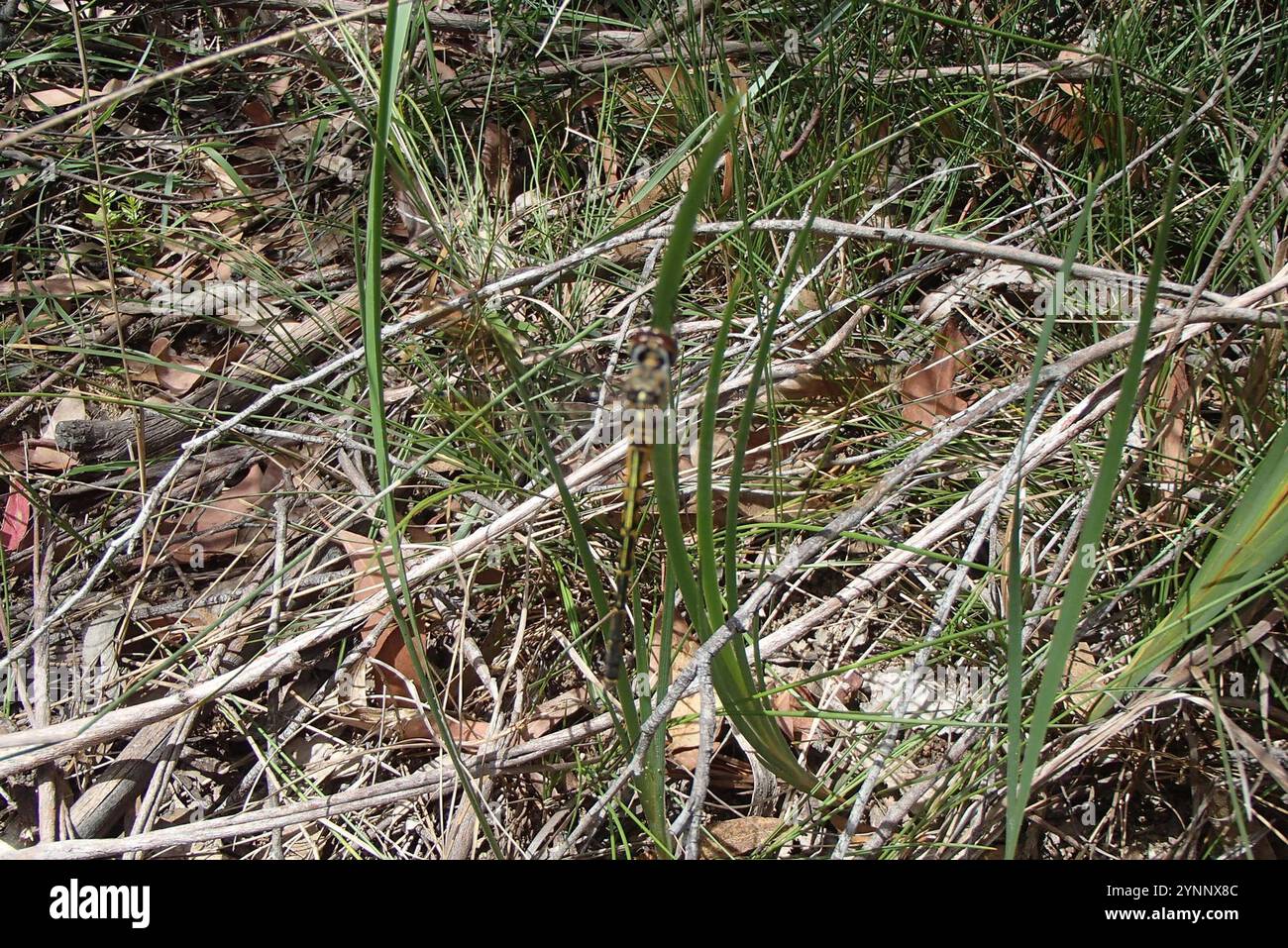 Australian Emerald Dragonfly (Hemicordulia australiae Stock Photo - Alamy
