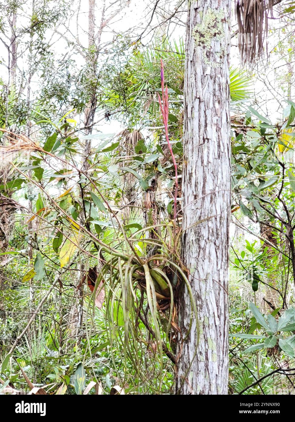 Balbis' airplant (Tillandsia balbisiana Stock Photo - Alamy