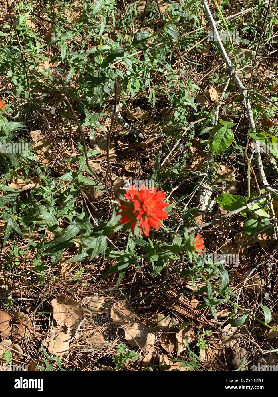 Coast Paintbrush (Castilleja affinis affinis Stock Photo - Alamy