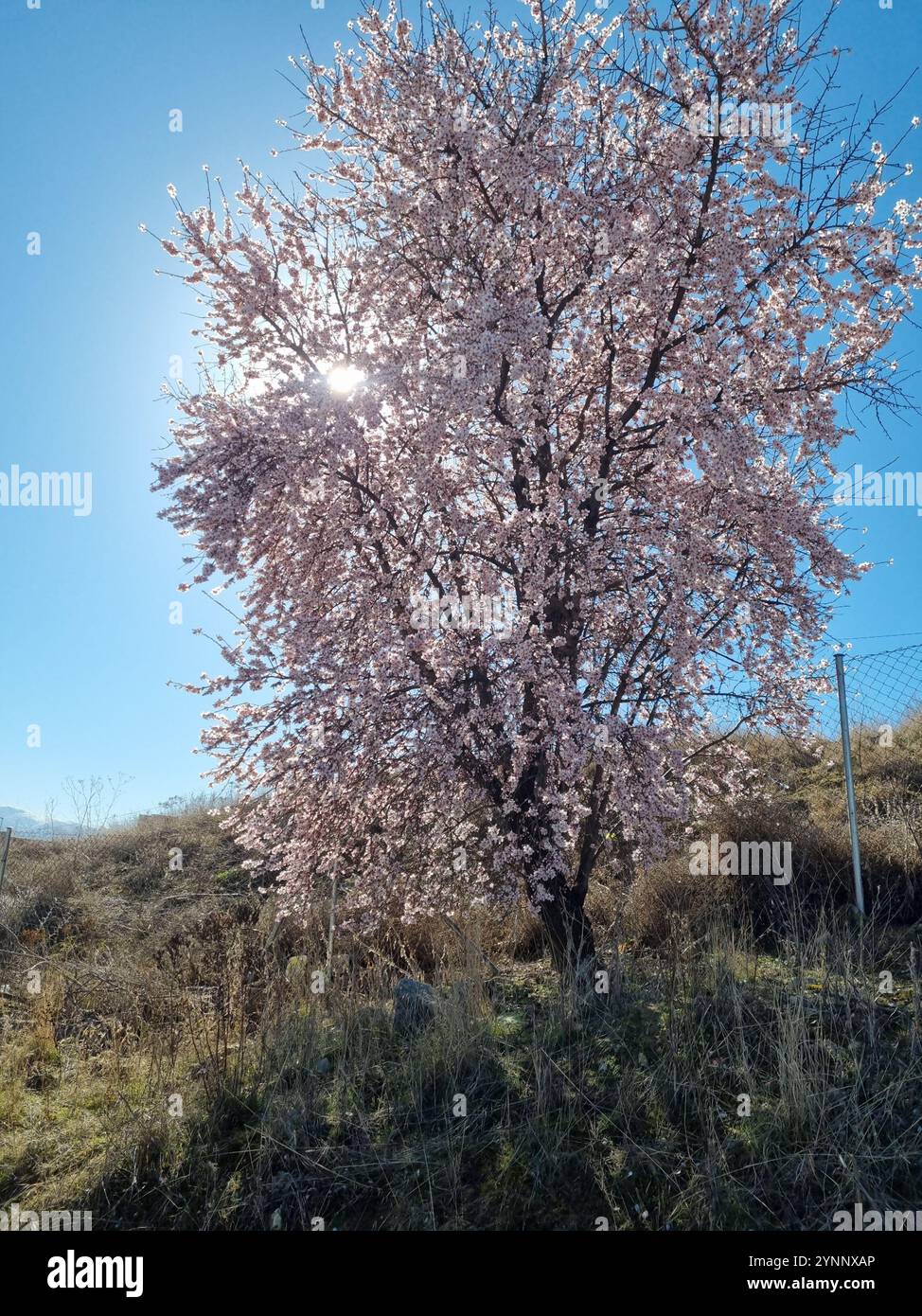Almond (Prunus amygdalus Stock Photo - Alamy