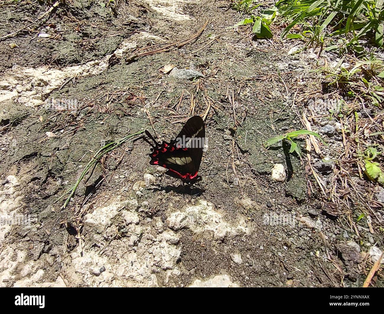 Mimoides lysithous hi-res stock photography and images - Alamy