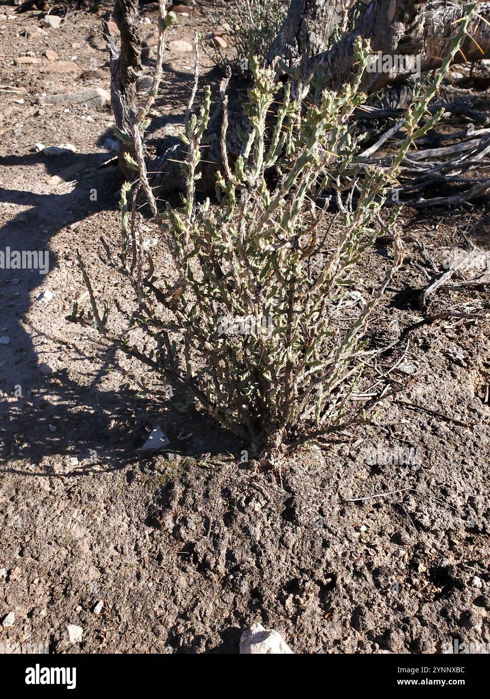 Christmas cholla (Cylindropuntia leptocaulis Stock Photo - Alamy