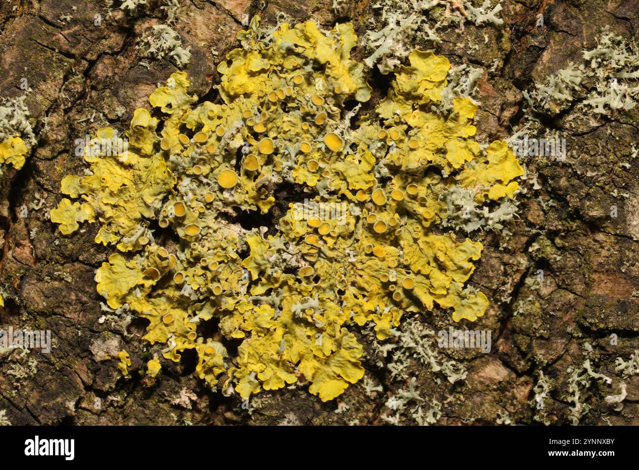 Common Sunburst Lichen (Xanthoria parietina Stock Photo - Alamy