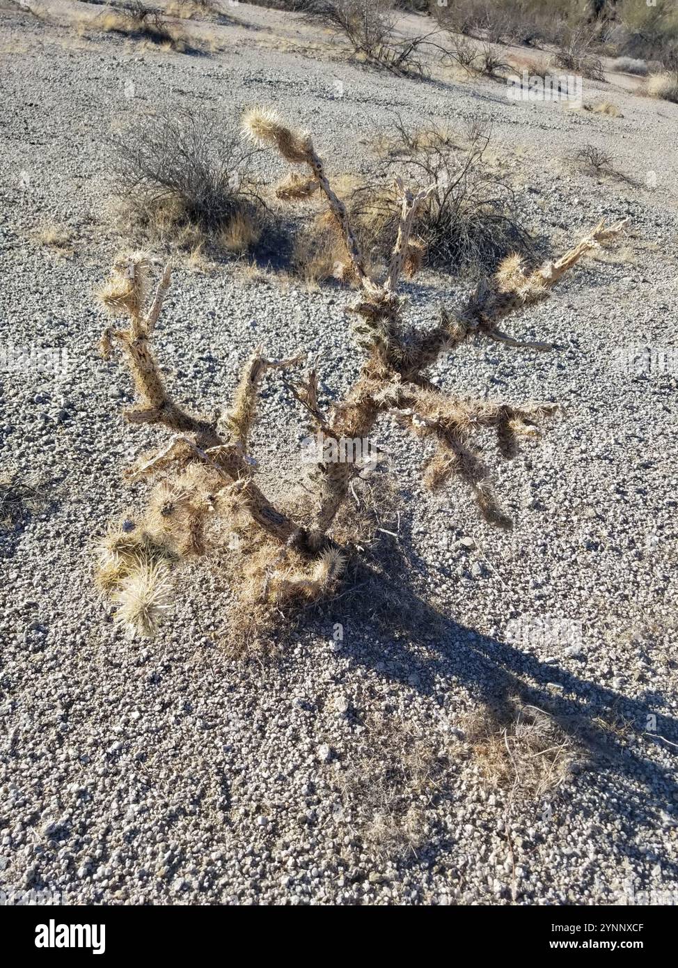 Silver Cholla (Cylindropuntia echinocarpa Stock Photo - Alamy