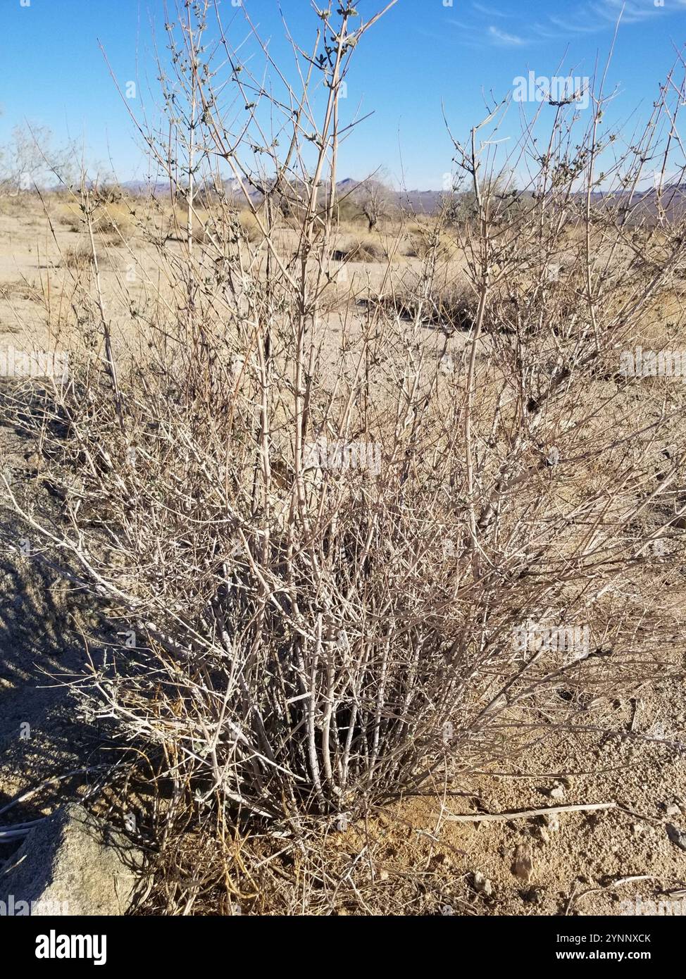 desert lavender (Condea emoryi Stock Photo - Alamy