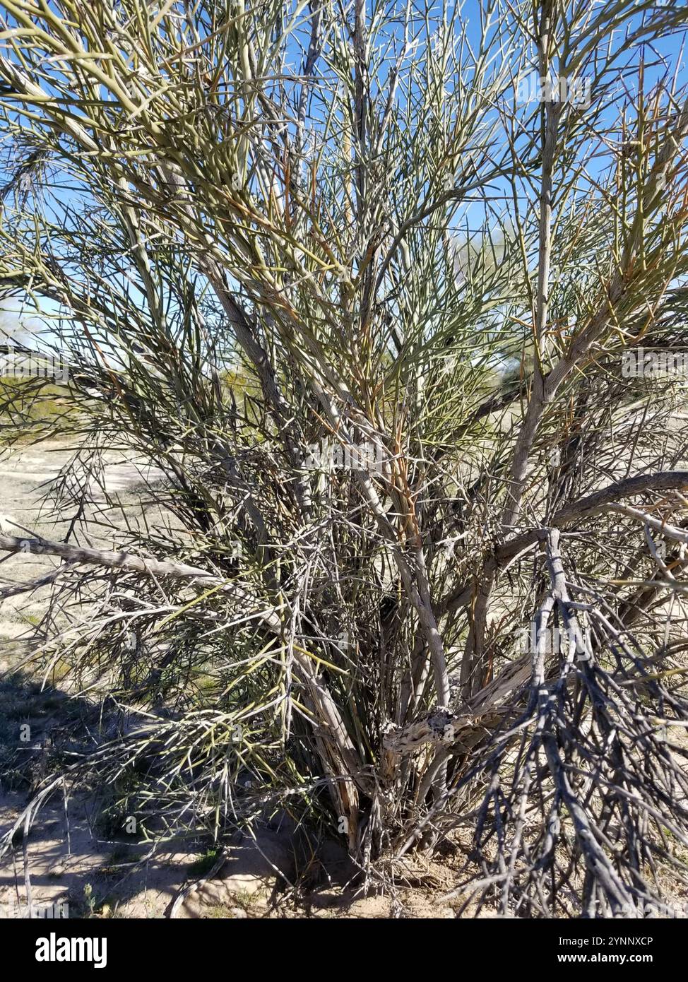 crucifixion thorn (Canotia holacantha Stock Photo - Alamy