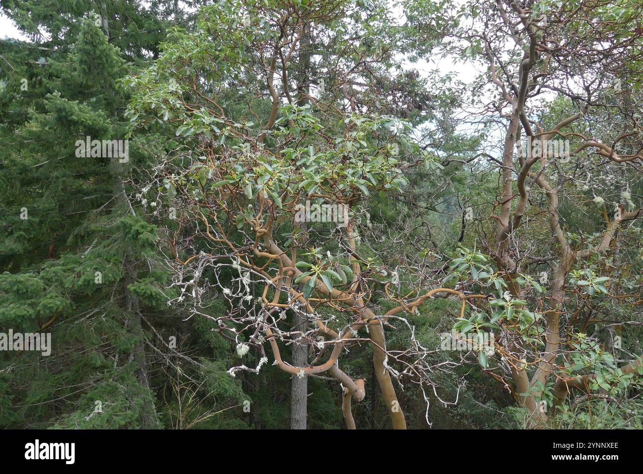 Pacific madrone (Arbutus menziesii Stock Photo - Alamy