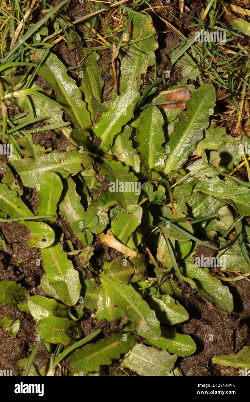 Common Cat's-ear (Hypochaeris radicata Stock Photo - Alamy