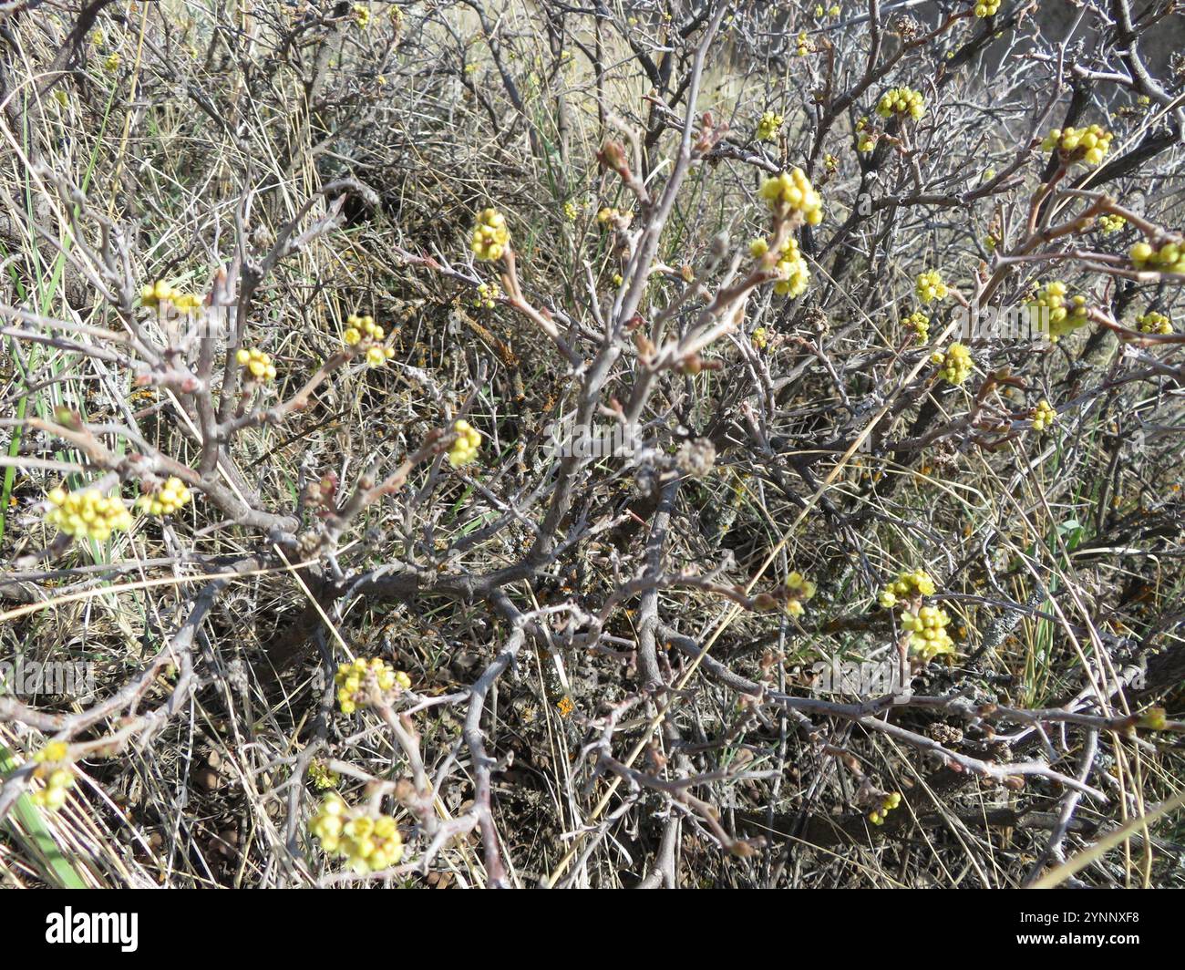 fragrant sumac (Rhus aromatica Stock Photo - Alamy