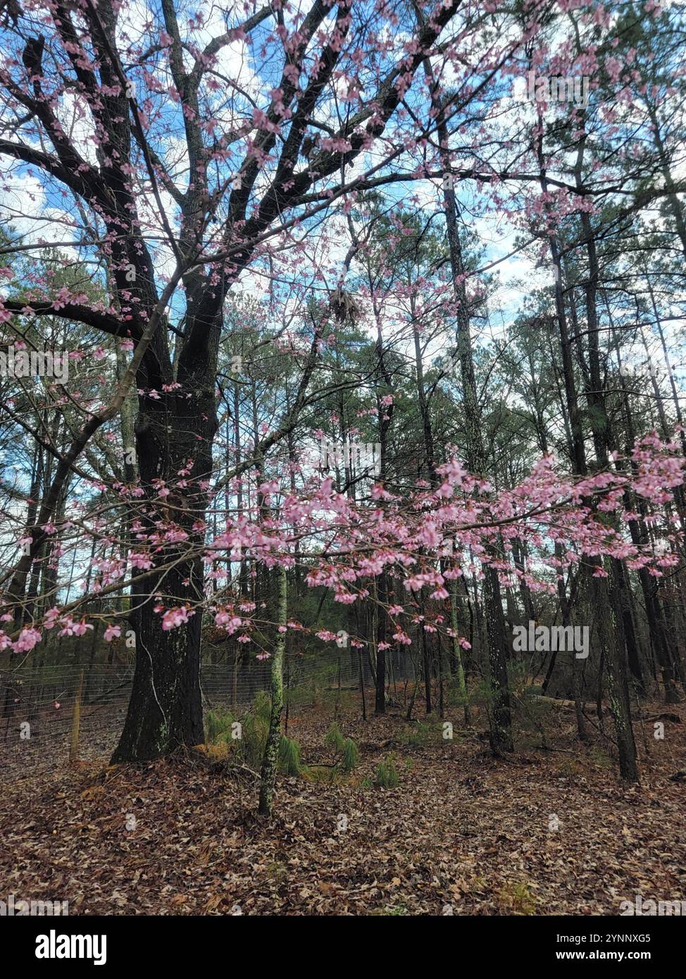 Rosebud Cherry (Prunus × subhirtella Stock Photo - Alamy