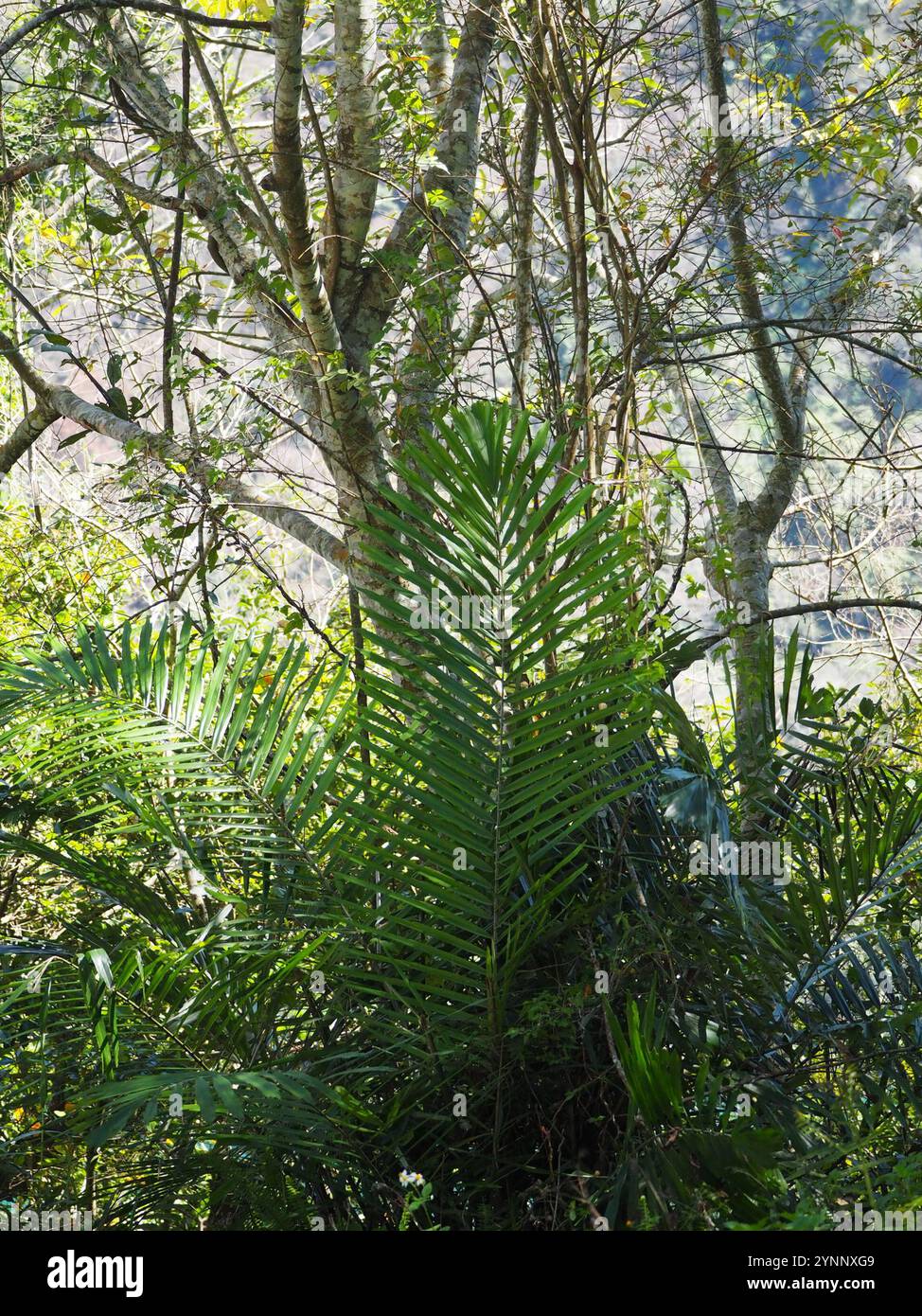Arenga Palm (Arenga engleri Stock Photo - Alamy