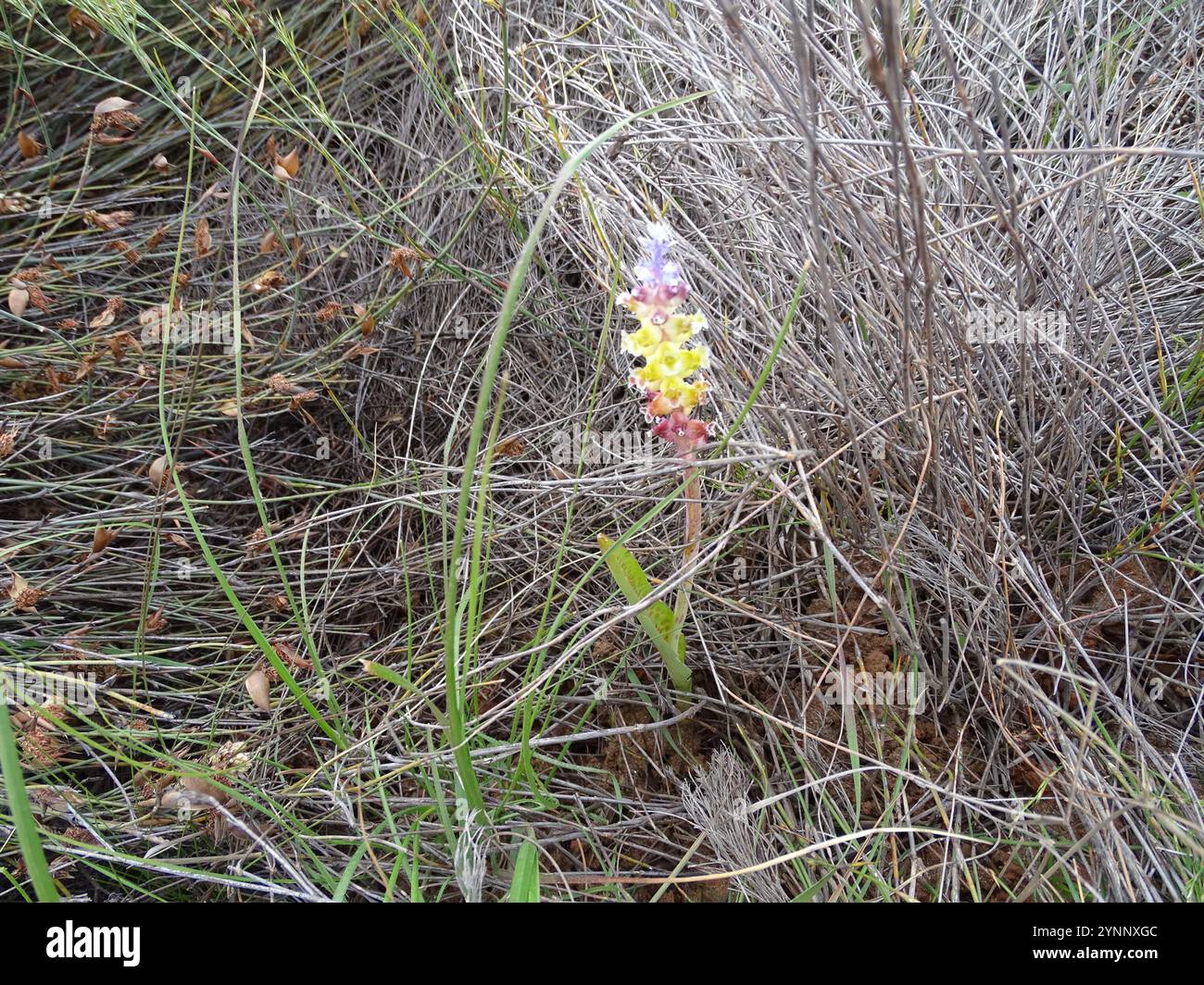 Palerim Viooltjie (Lachenalia membranacea Stock Photo - Alamy