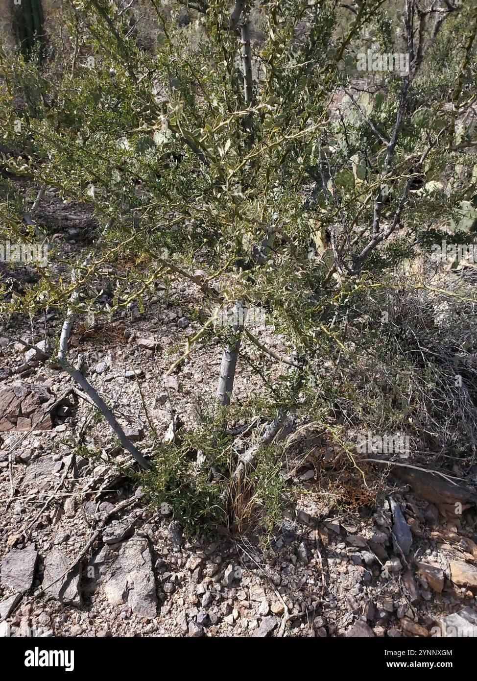 desert ironwood (Olneya tesota Stock Photo - Alamy