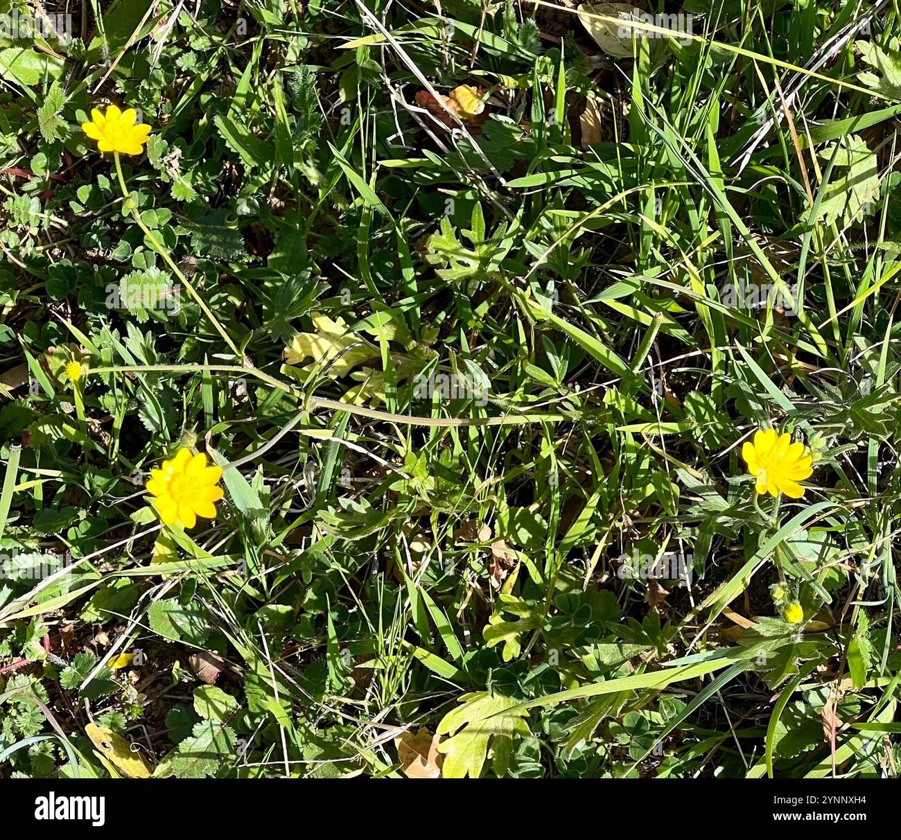 California buttercup (Ranunculus californicus Stock Photo - Alamy