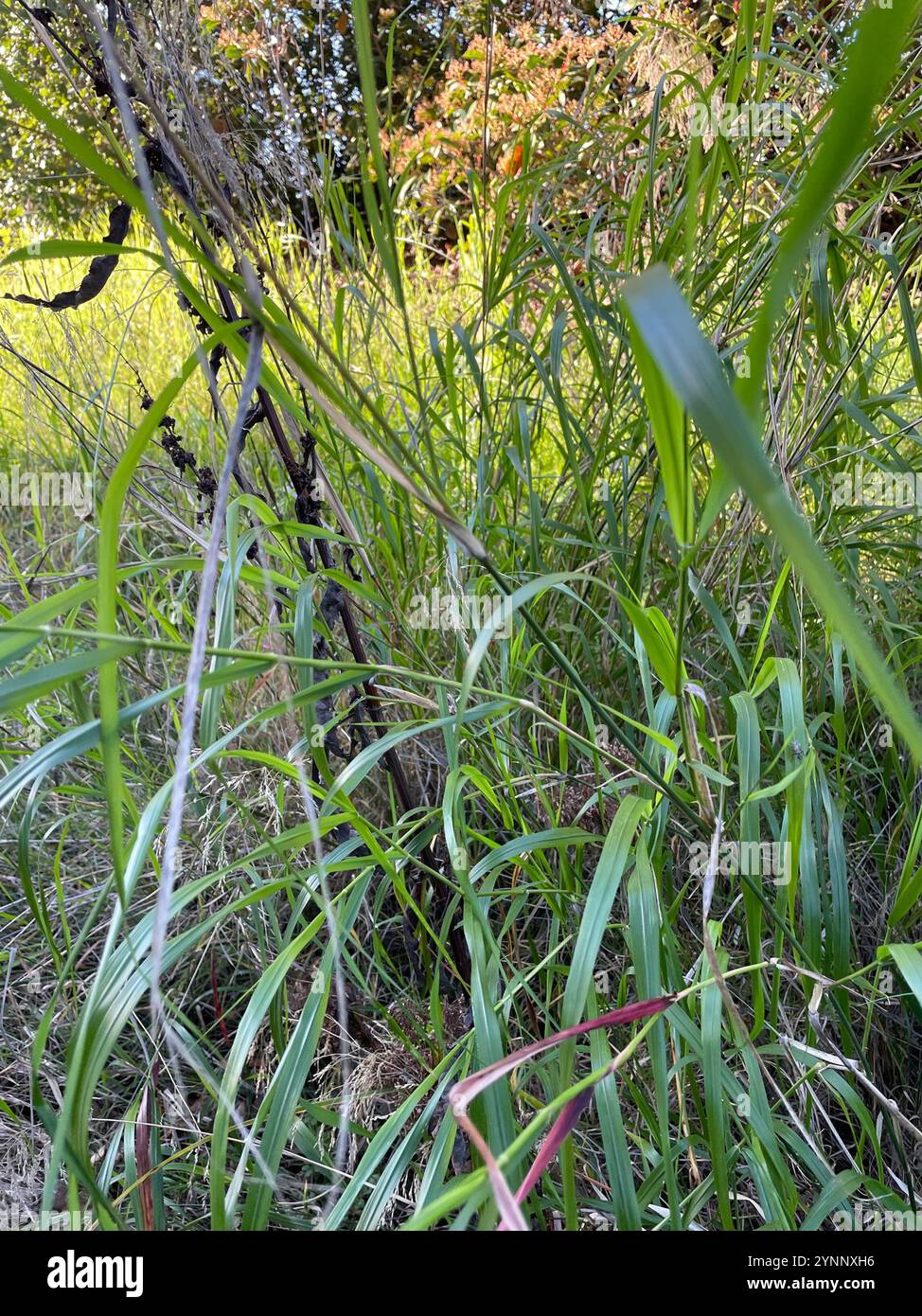Smilo Grass (Oloptum miliaceum Stock Photo - Alamy